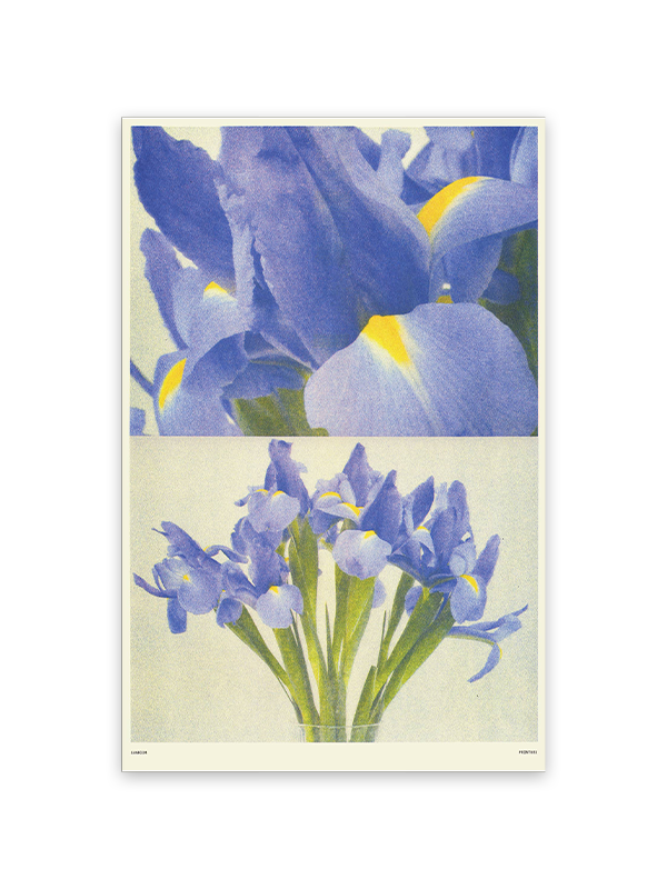 Iris Risograph Print: 11 x 17 – Edge of Urge